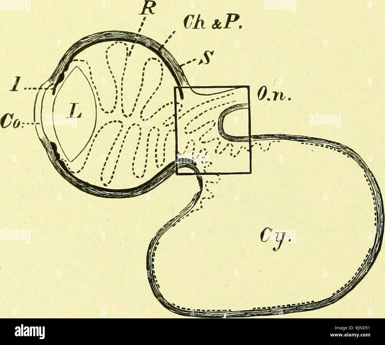 . Pathology and bacteriology [electronic resource]. Ophthalmology; Eye ...