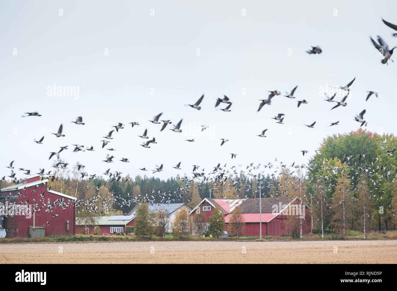 A flock of Cygnus cygnus -Whooper Swan on a field at forest background ...
