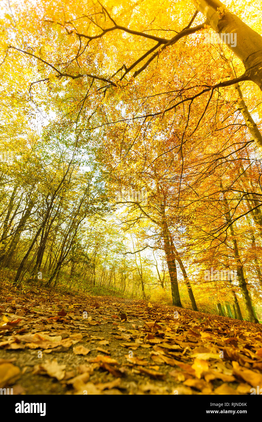 Autumnal scenery of park. Landscape of vegetation during fall. Nature ...