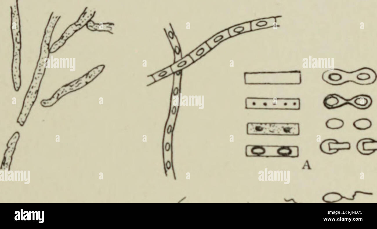 arthrospores function