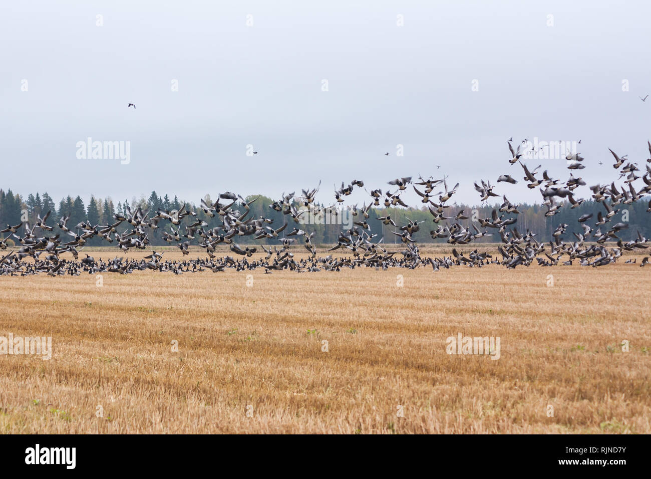 A flock of Cygnus cygnus -Whooper Swan on a field at forest background ...