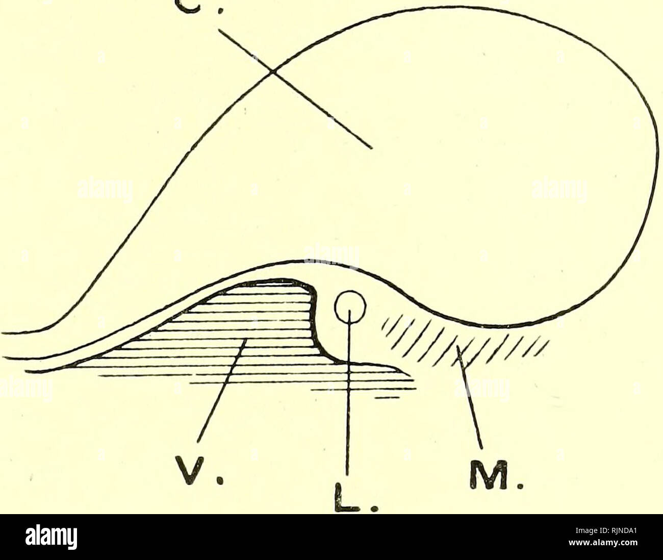. Pathology and bacteriology [electronic resource]. Ophthalmology; Eye ...
