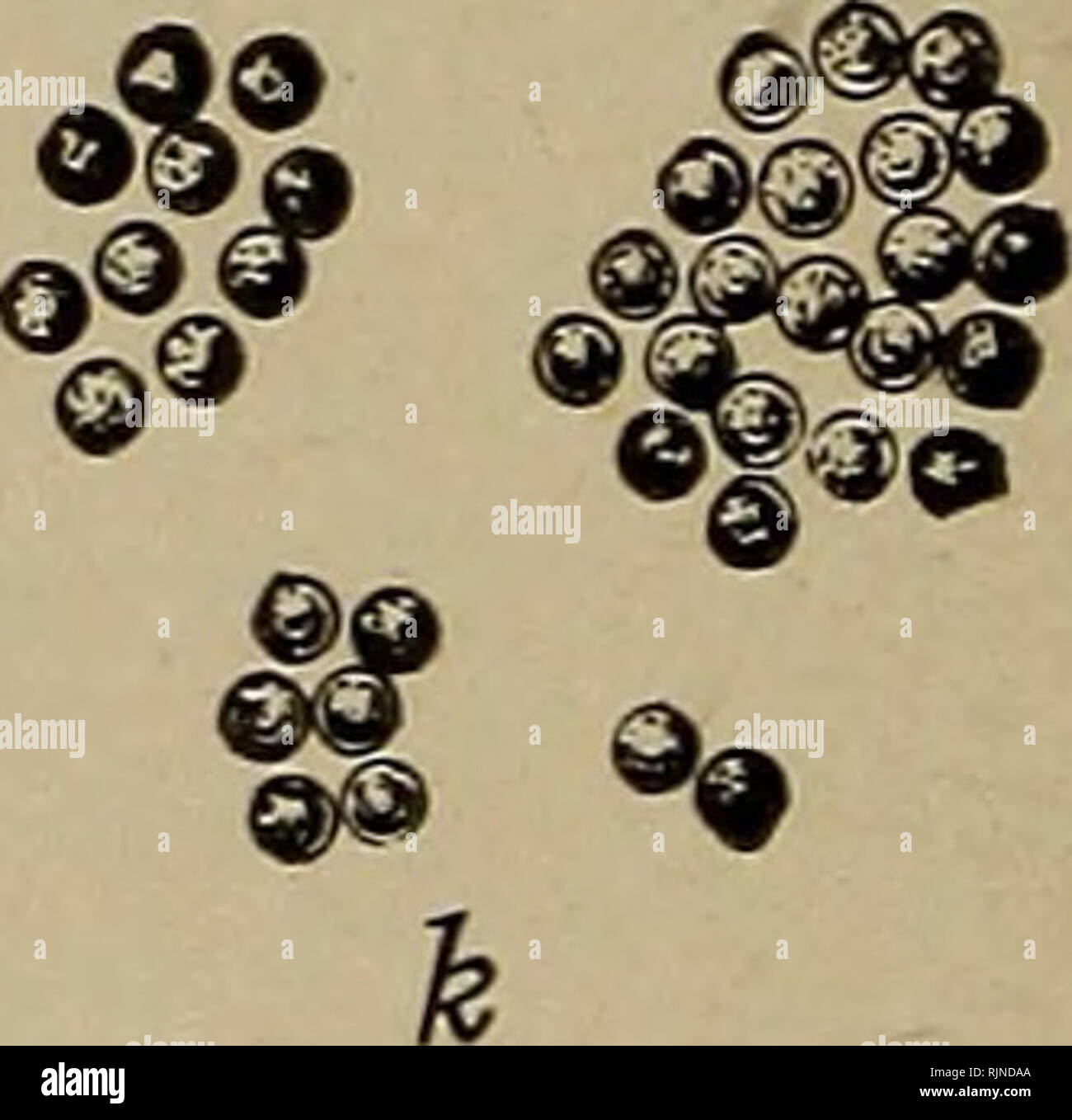 Cocci cluster hi-res stock photography and images - Alamy