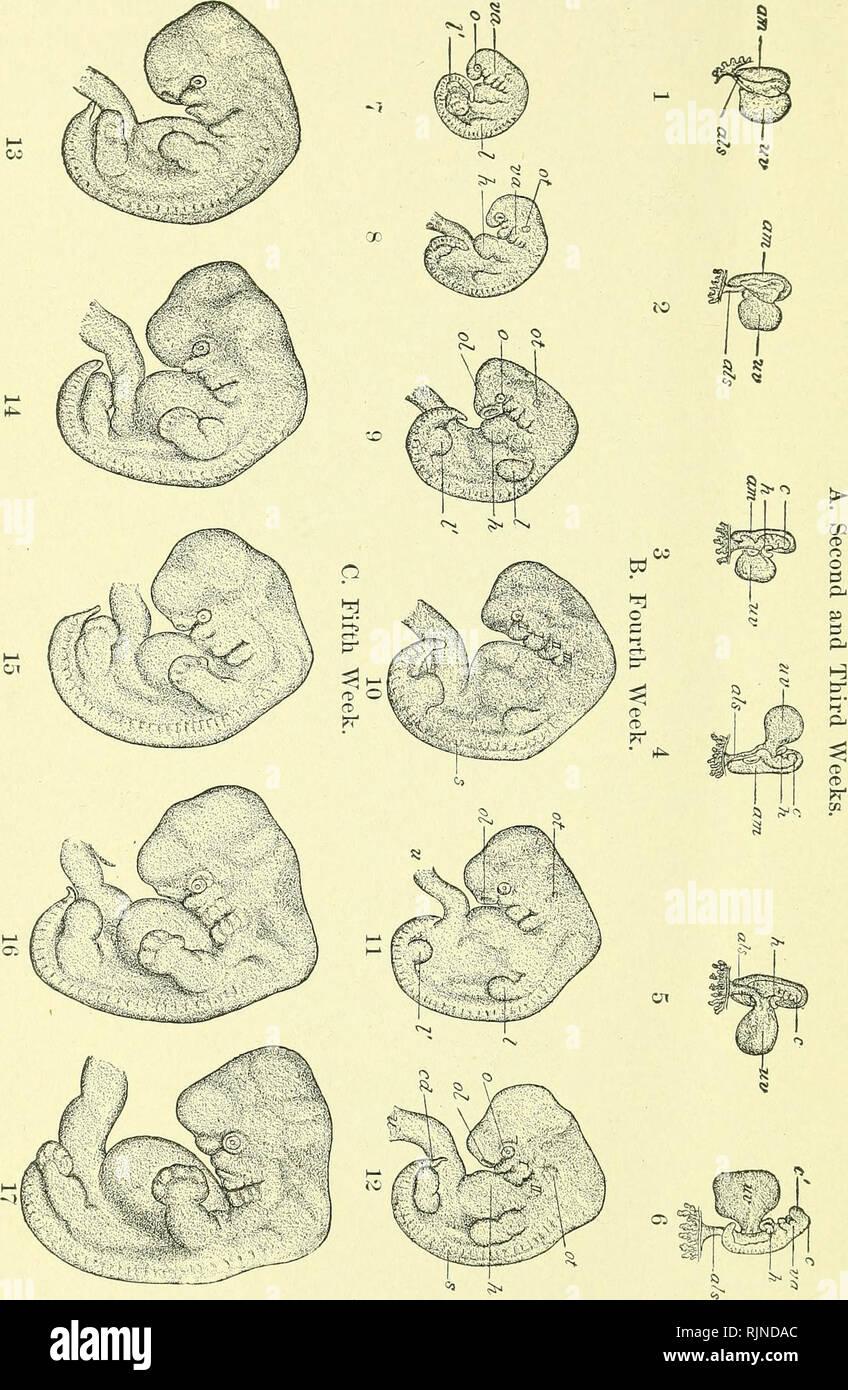 Embryology Definition