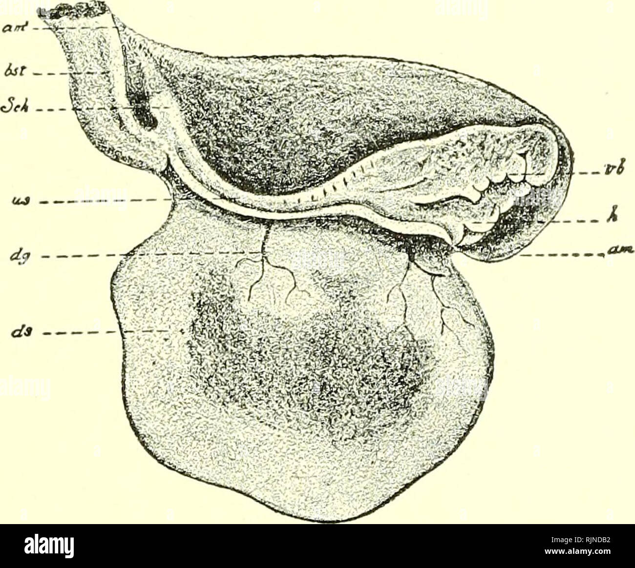 Allantoic stalk hi-res stock photography and images - Alamy