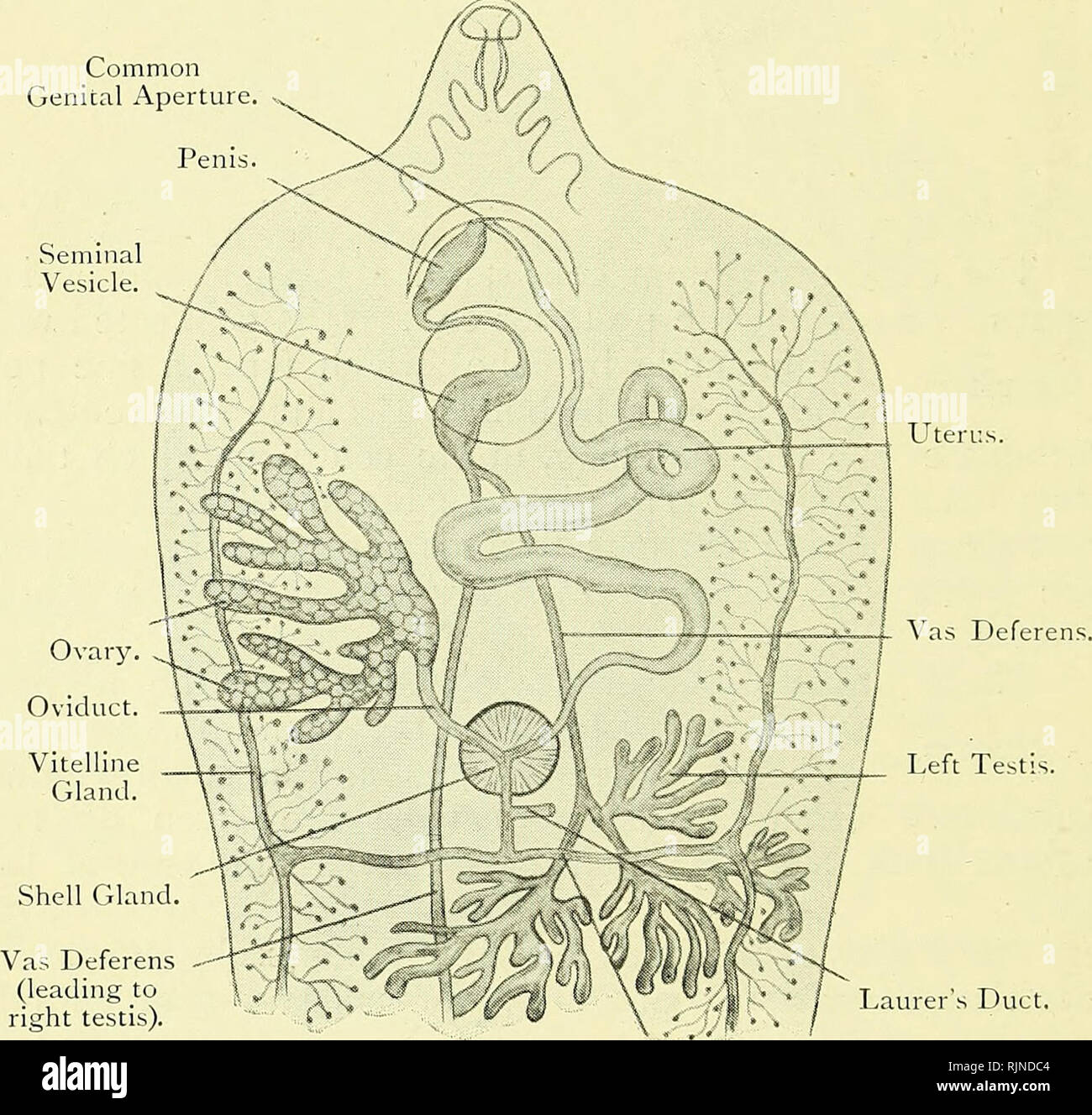 . Elementary text-book of zoology [electronic resource]. Zoology. PL A ...