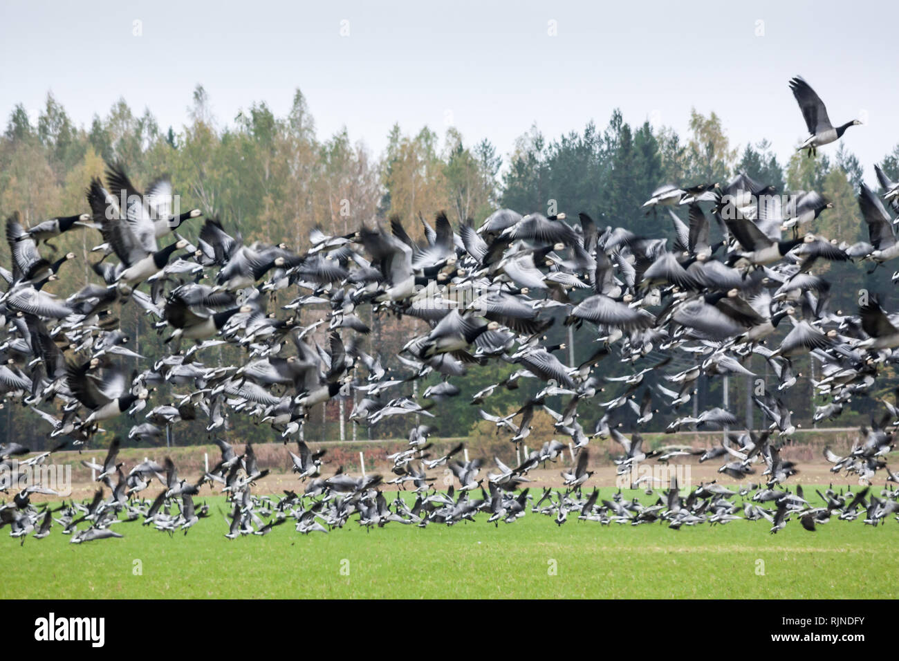 A flock of Cygnus cygnus -Whooper Swan on a field at forest background ...