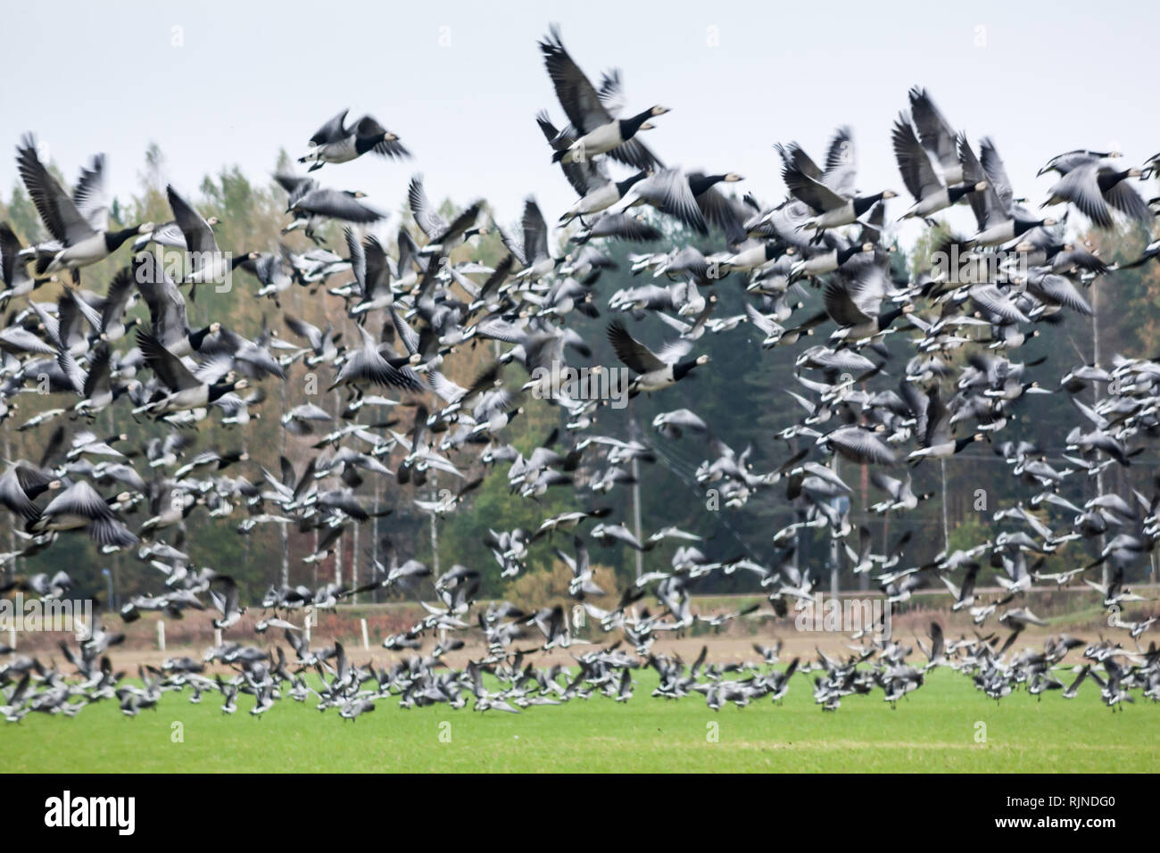 A flock of Cygnus cygnus -Whooper Swan on a field at forest background ...