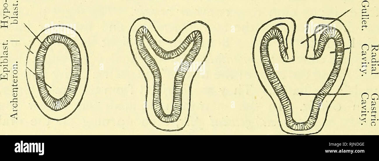 . Elementary text-book of zoology [electronic resource]. Zoology. 130 ...