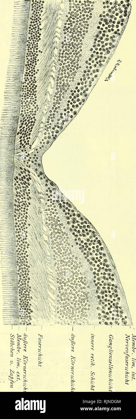 Kleine wirbeltiere hi-res stock photography and images - Alamy