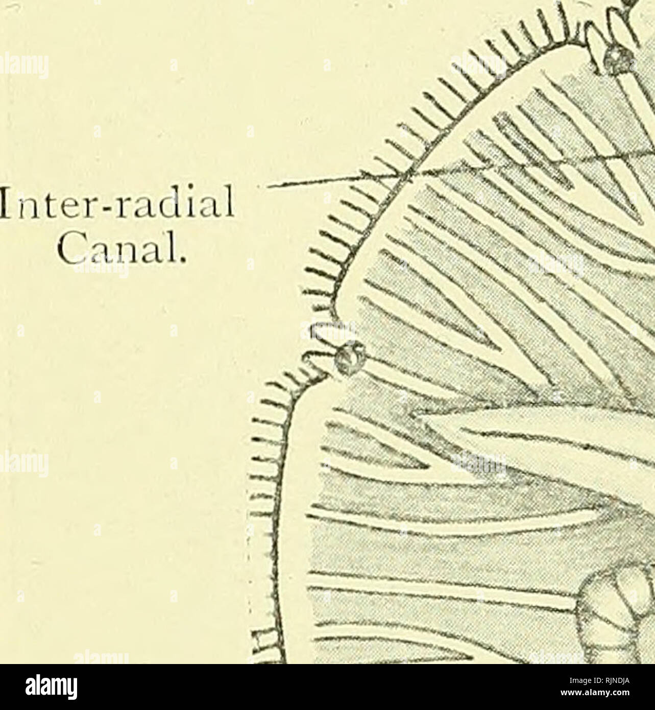 Tetramerous hi-res stock photography and images - Alamy