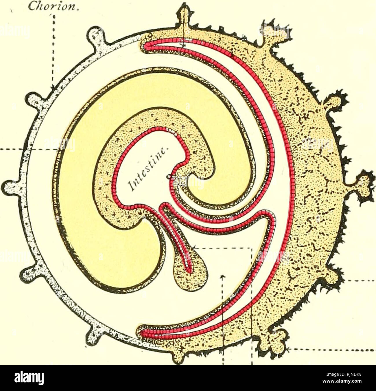 . A text-book of embryology for students of medicine [electronic ...