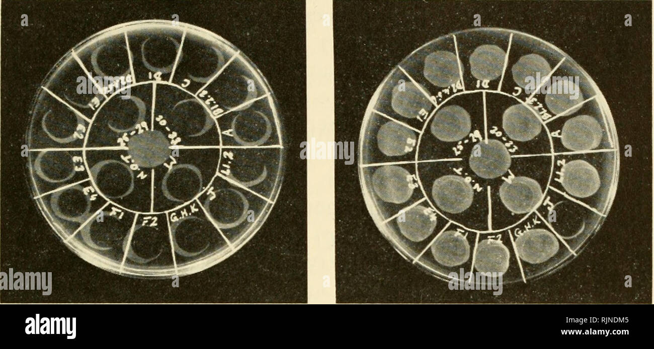 Phage typing hi-res stock photography and images - Alamy