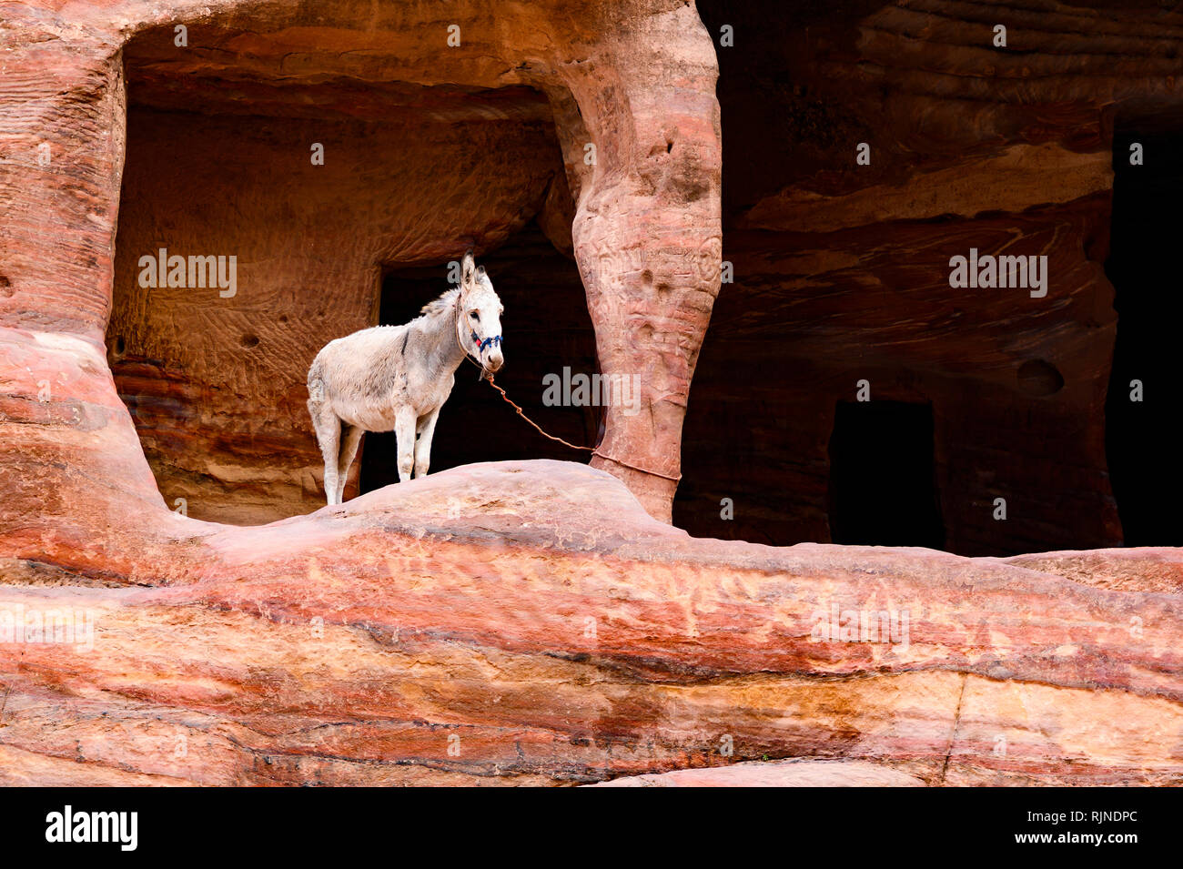 A donkeys inside caves dug into a rock formation in Petra Stock Photo ...