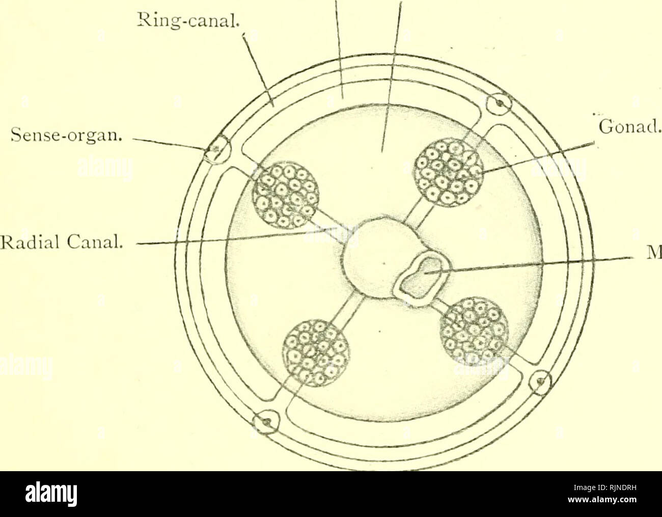 Hydra budding hi-res stock photography and images - Alamy