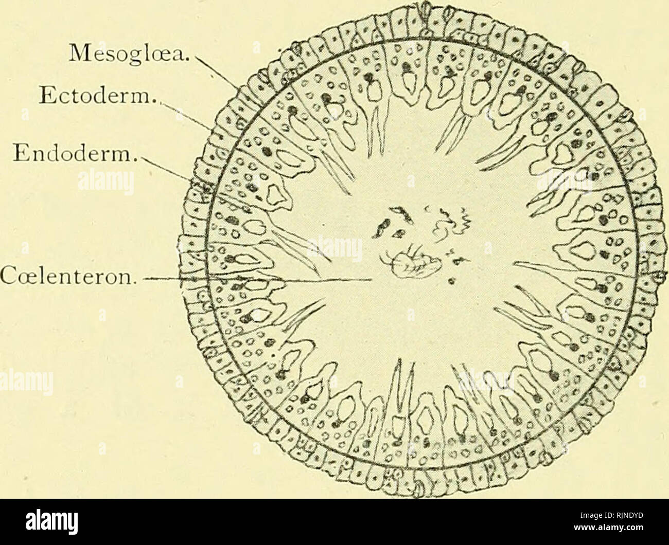 . Elementary text-book of zoology [electronic resource]. Zoology. 112 ...