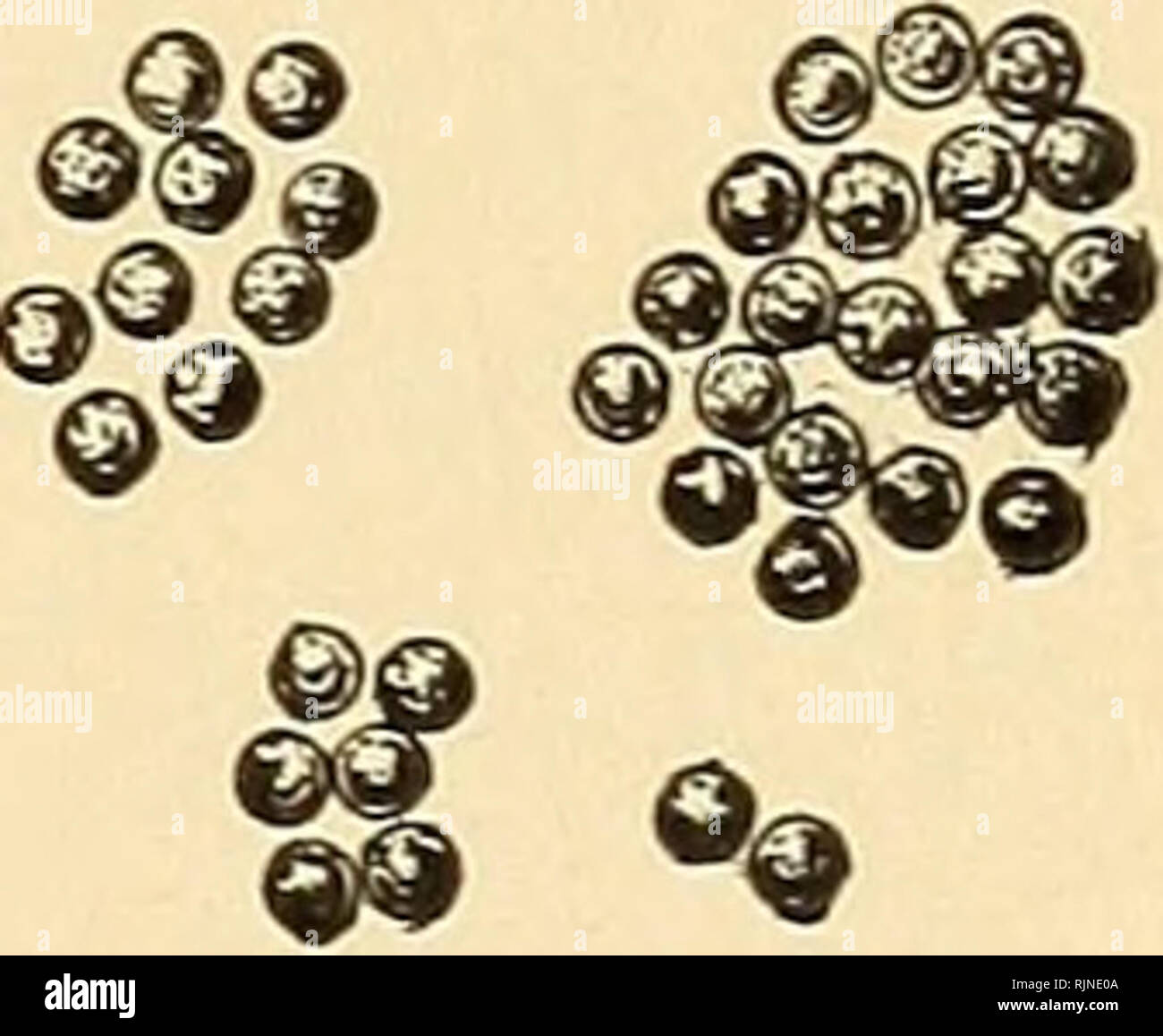 . Bacteriology and surgical technic for nurses. Nurses and nursing ...