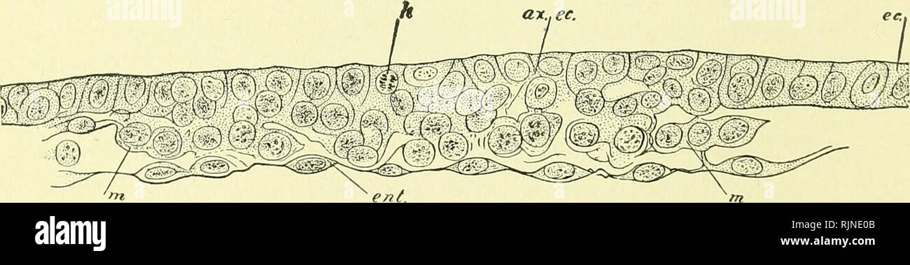 Hensen cell hi-res stock photography and images - Alamy