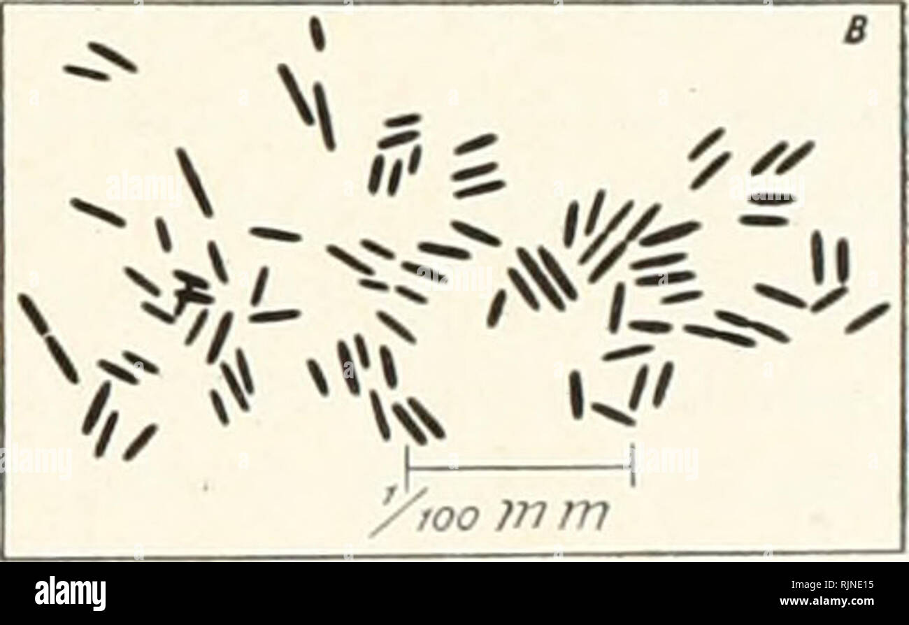 Epithem hi-res stock photography and images - Alamy