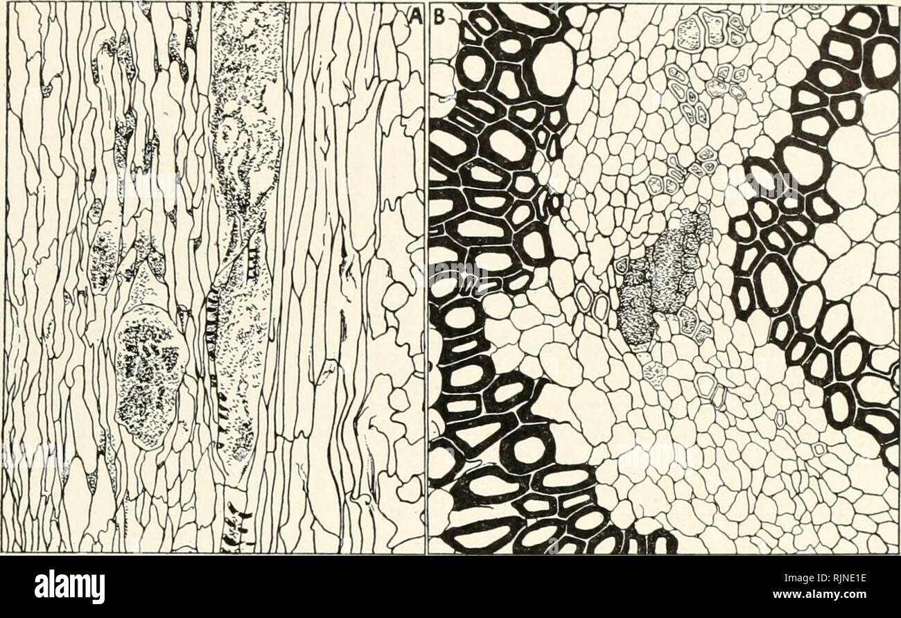 Epithem hi-res stock photography and images - Alamy