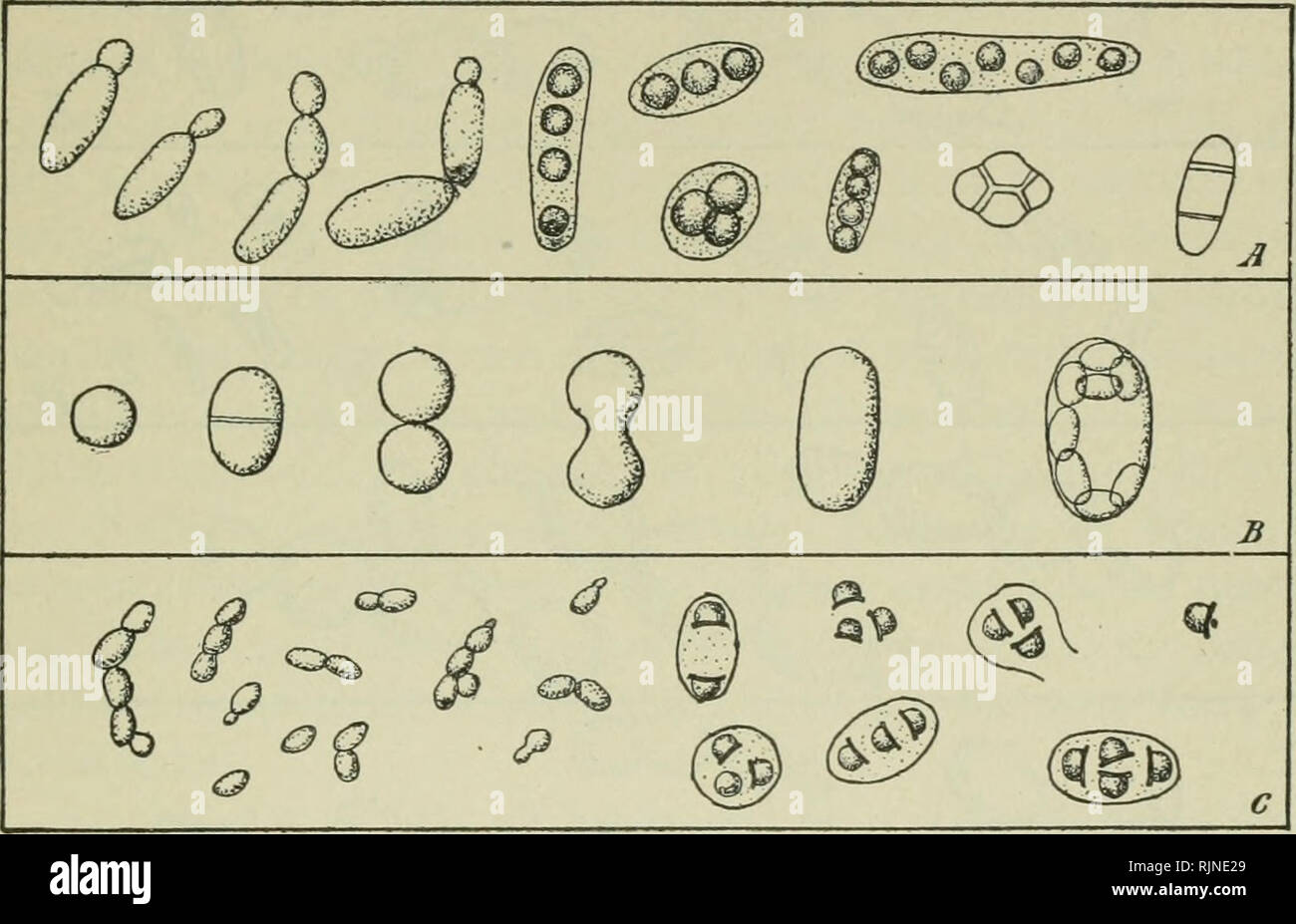 Ferment fermented ferments hi-res stock photography and images - Alamy