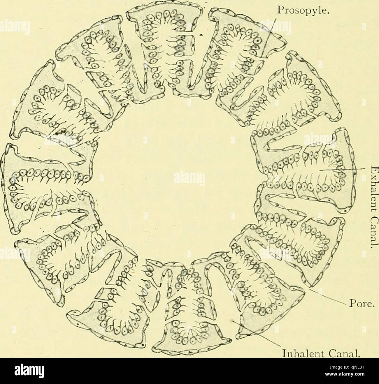 Cross Section Of Sycon
