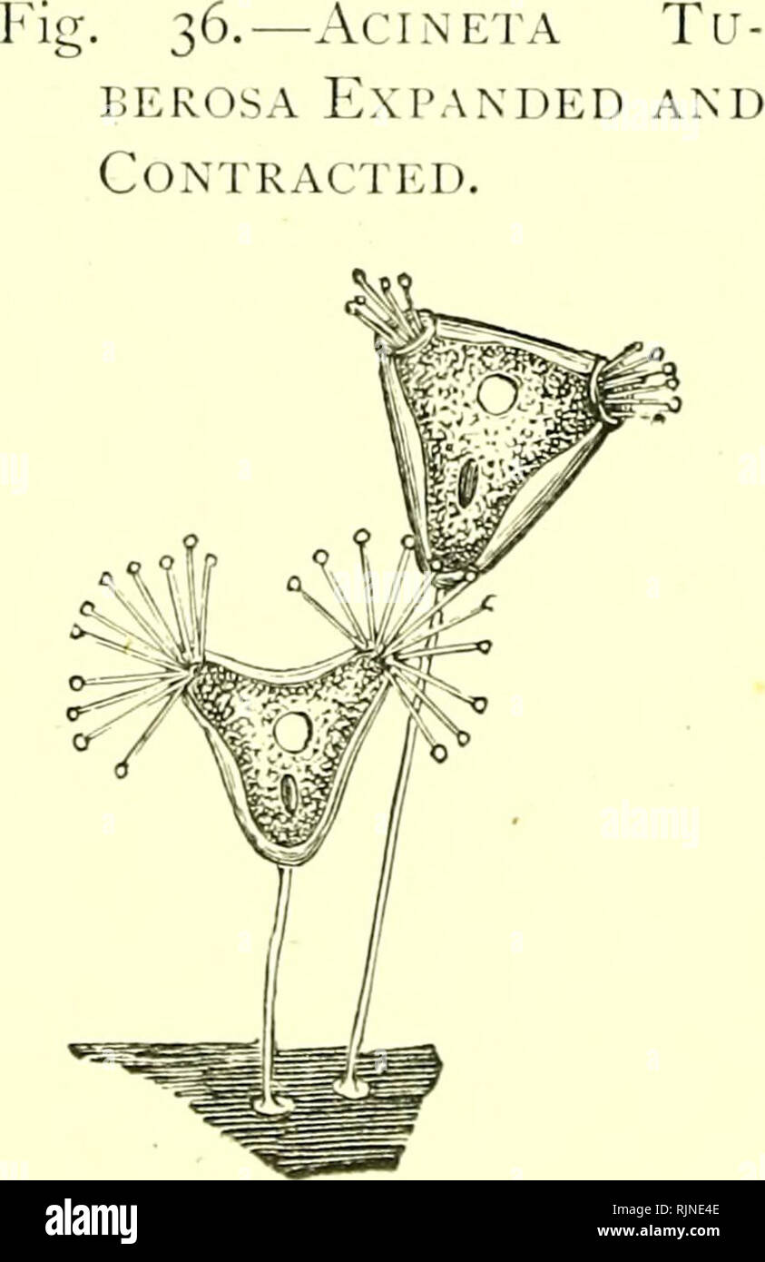 Elementary particles of organisms hi-res stock photography and images ...