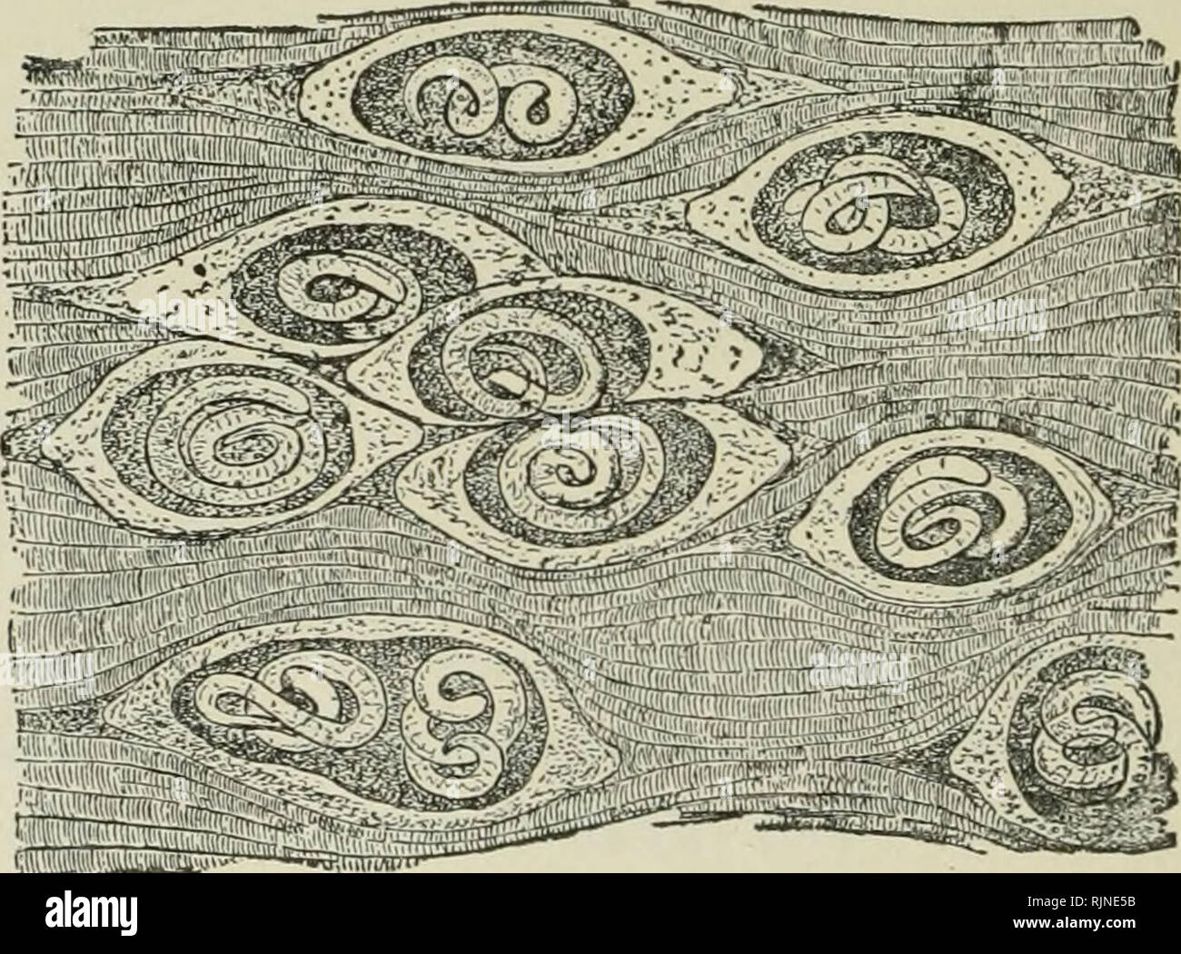 Cow muscle microscope hi-res stock photography and images - Alamy