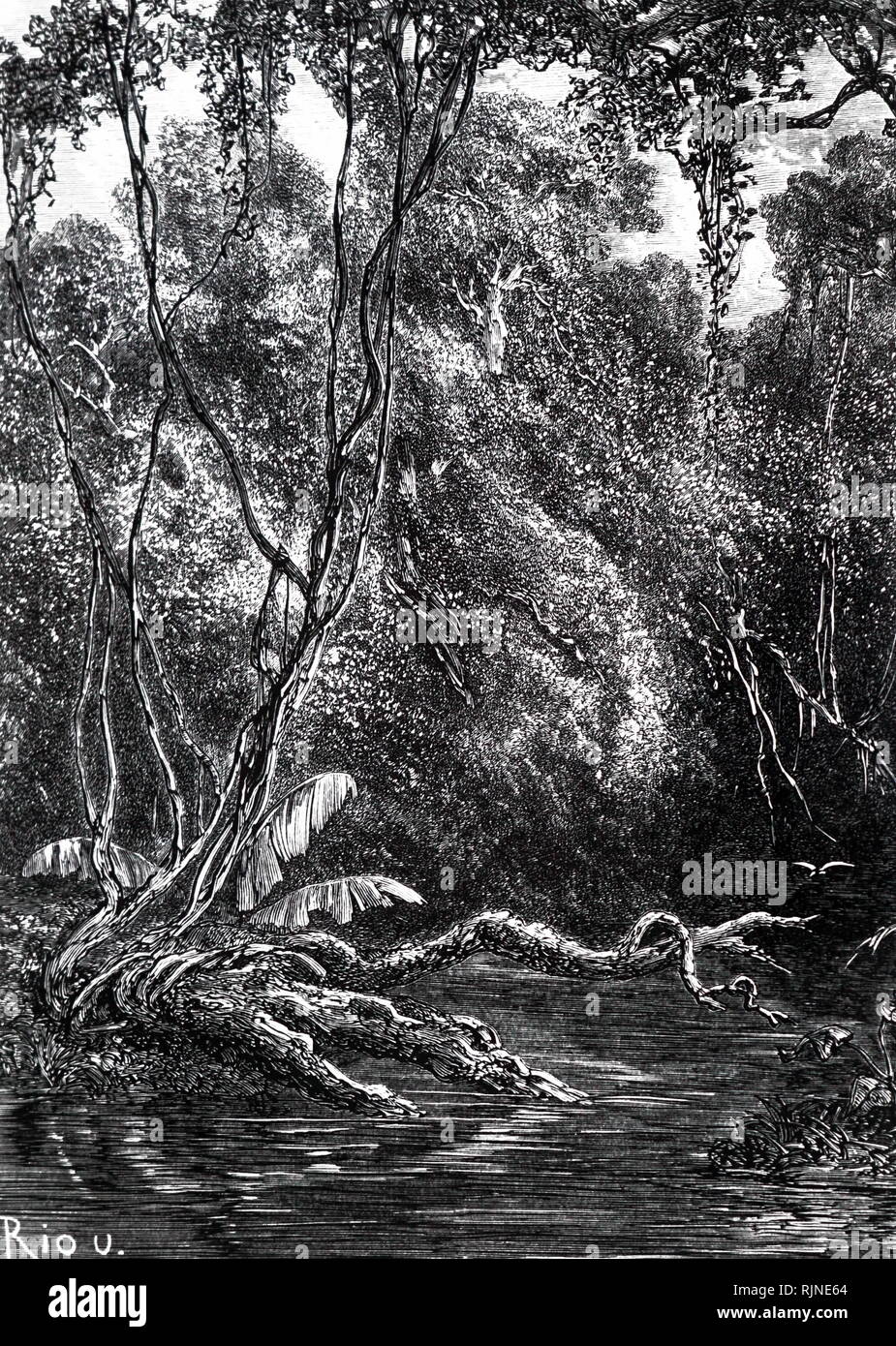 An engraving depicting the Virgin Equatorial forest. Dated 19th century ...