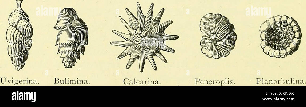 Textularia hi-res stock photography and images - Alamy