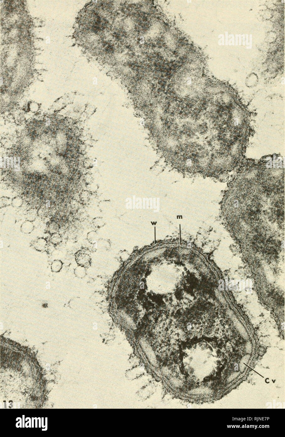 . Bacterial photosynthesis. Bacteria -- Physiology; Photosynthesis. Fig ...