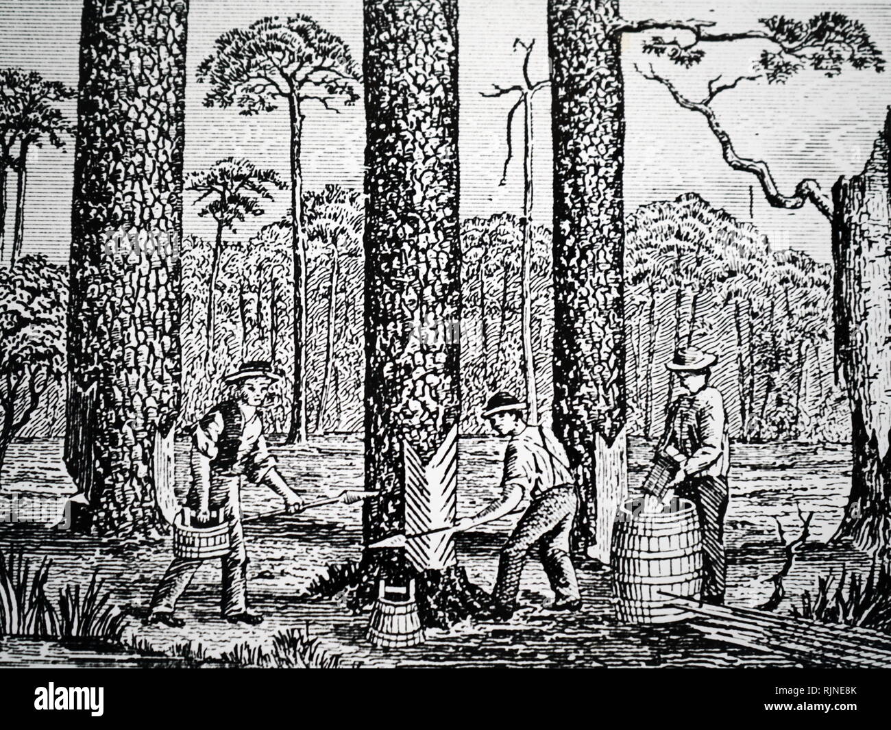 An engraving depicting the production of turpentine Stock Photo - Alamy