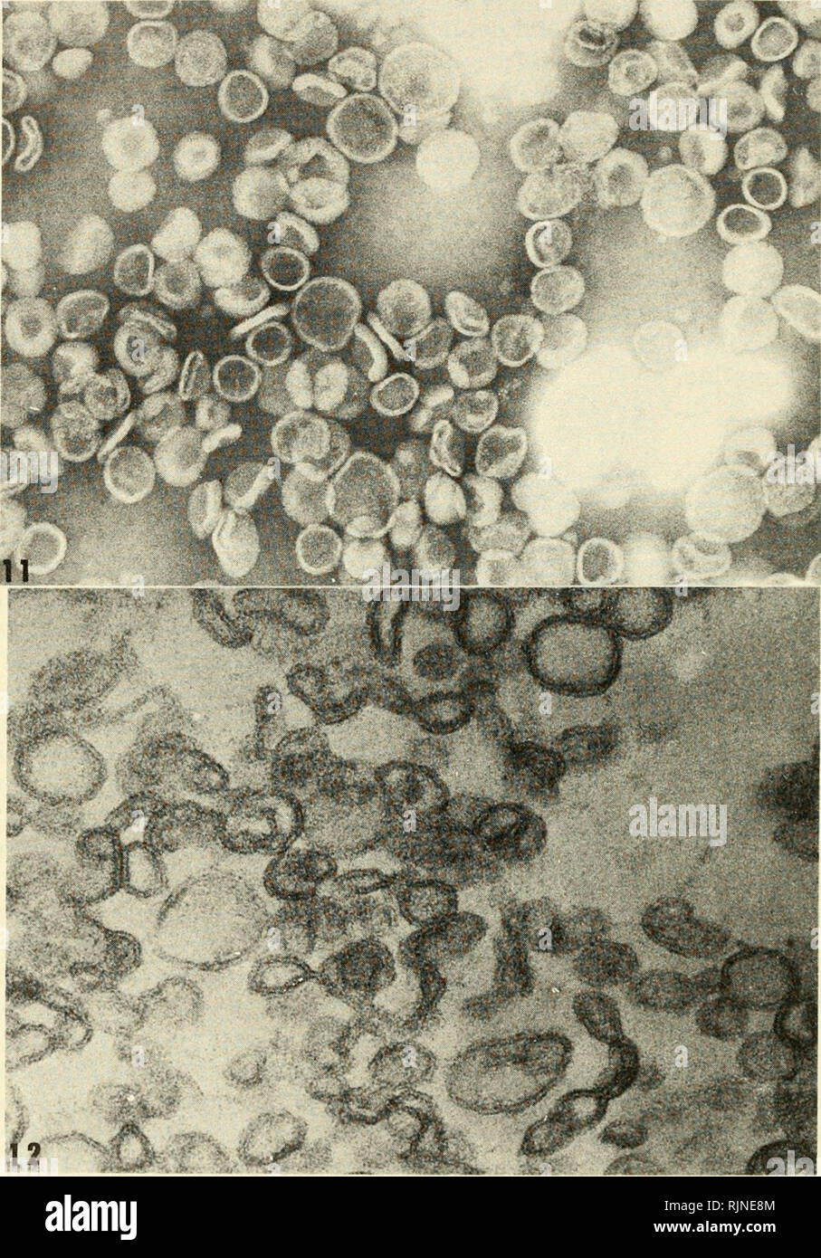 . Bacterial photosynthesis. Bacteria -- Physiology; Photosynthesis. 102 ...