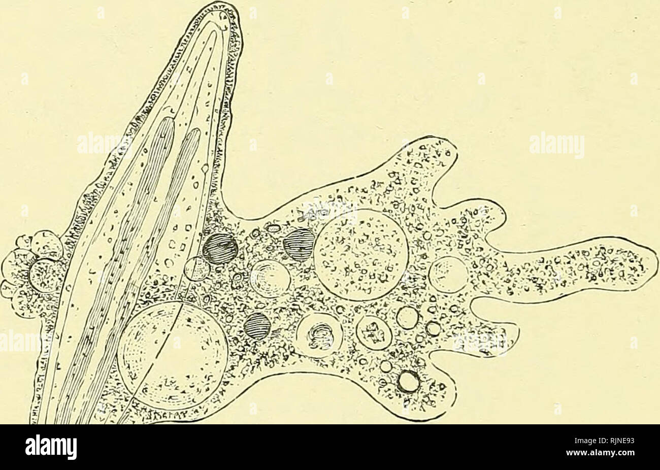 Protozoa drawings hi-res stock photography and images - Alamy