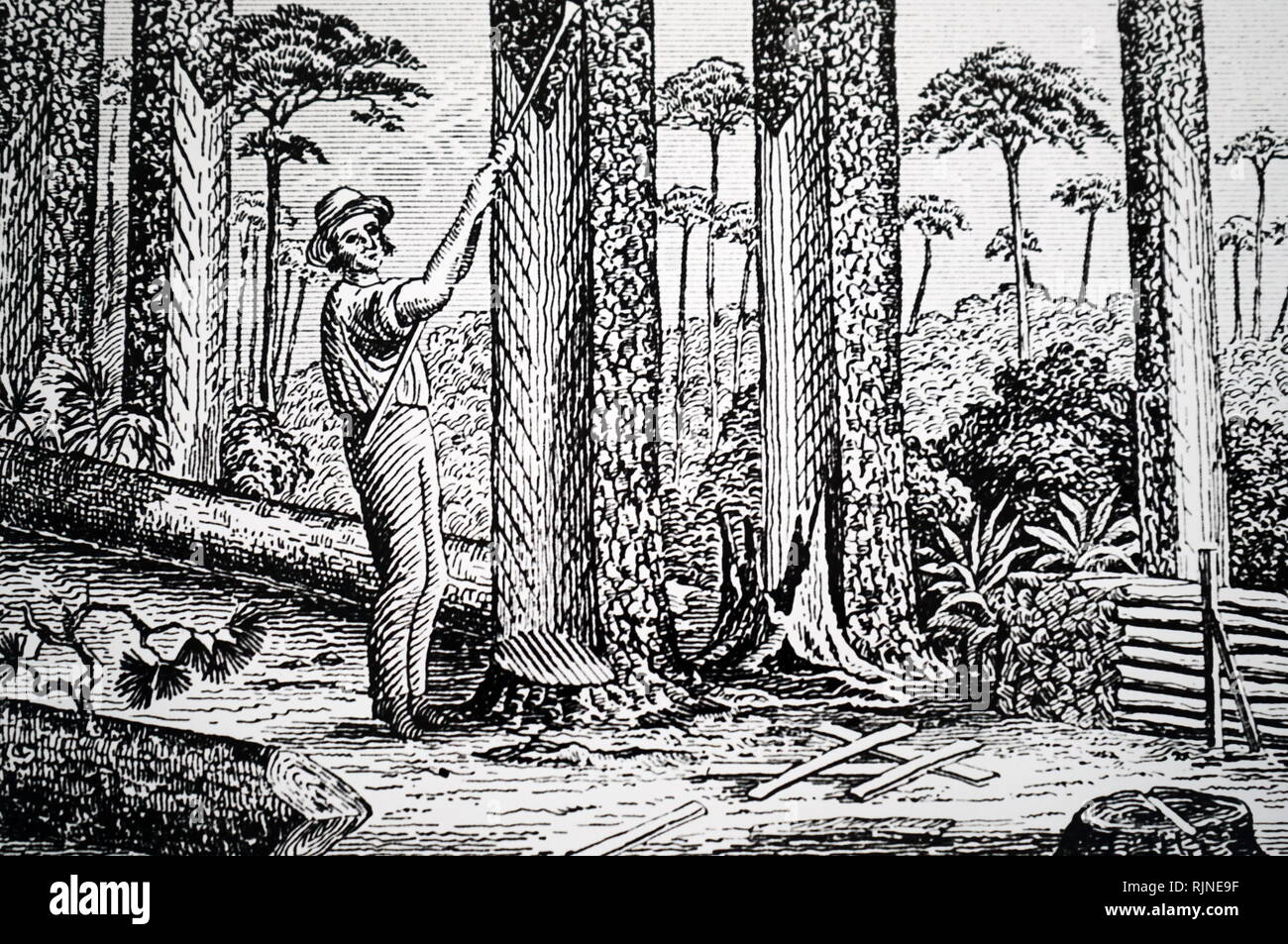 An engraving depicting the production of turpentine Stock Photo - Alamy