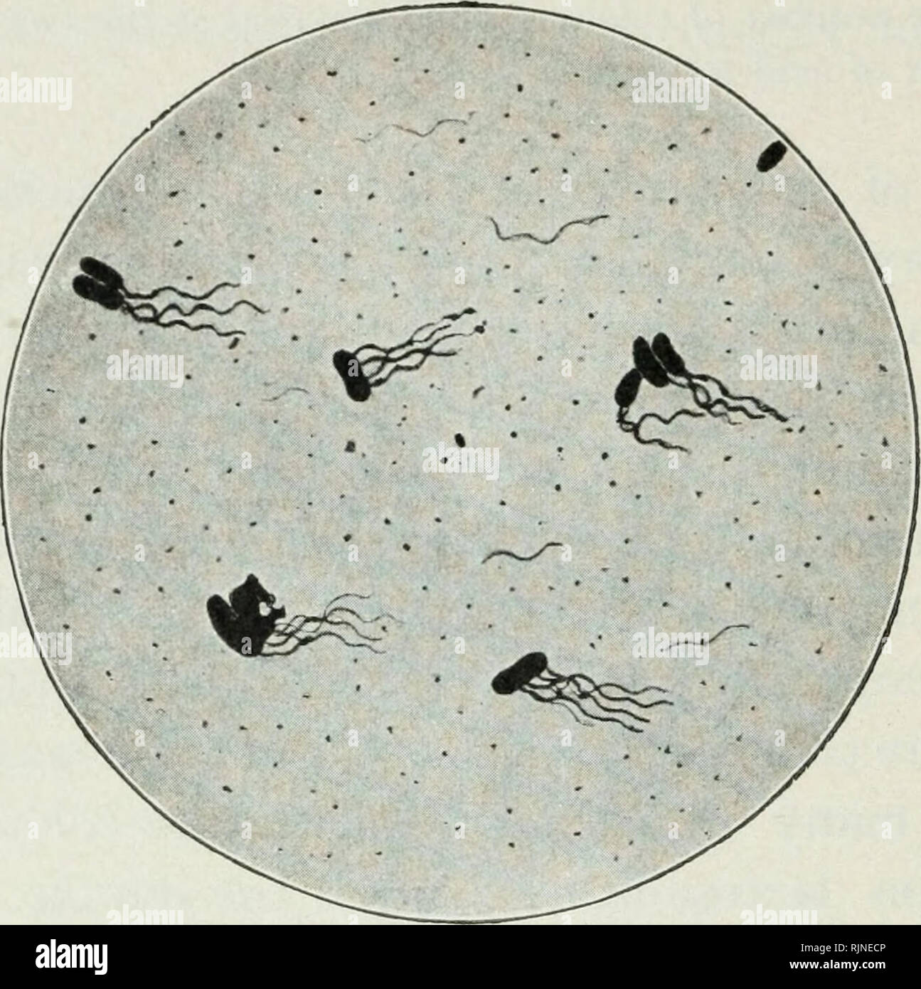 Group a streptococci test hi-res stock photography and images - Alamy