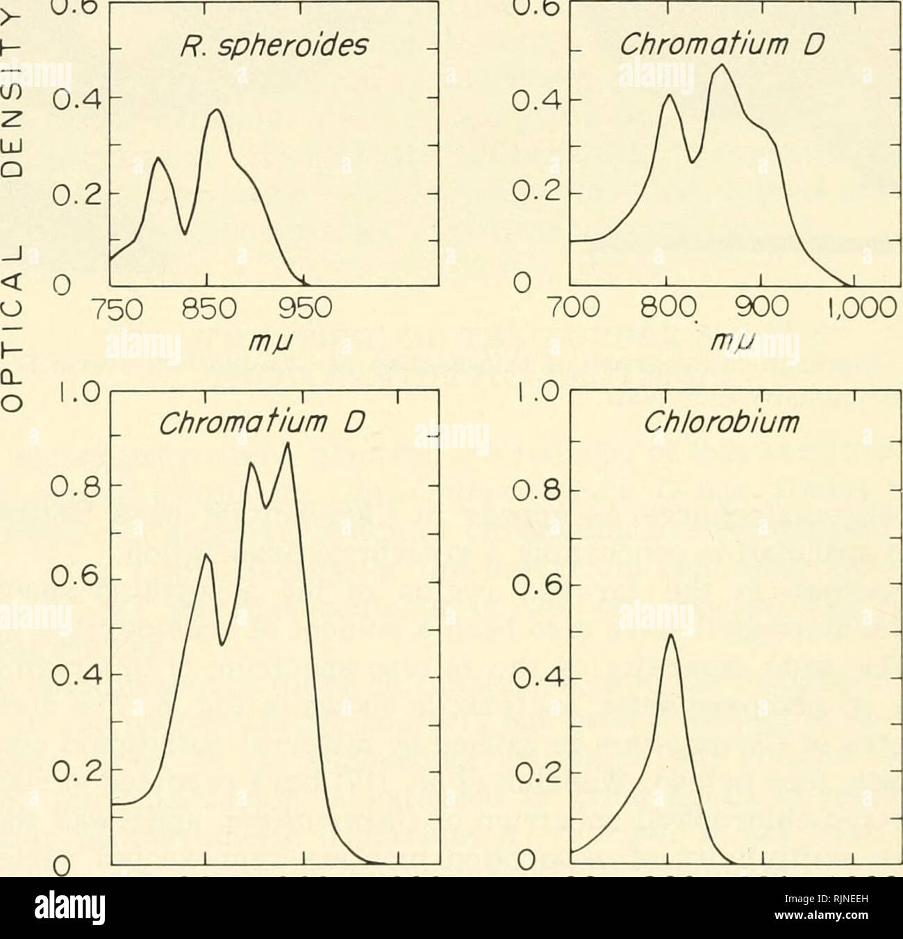 Bacteriochlorophyll d hi-res stock photography and images - Alamy