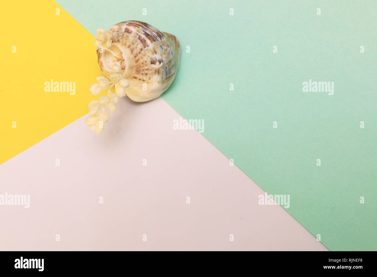 Snail shell background Stock Photo - Alamy