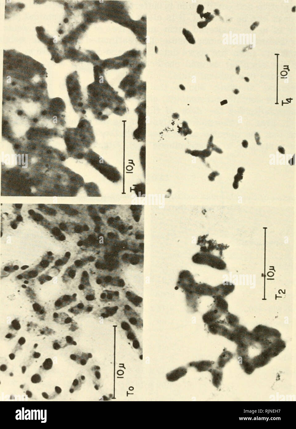 Chlorobium bacteria hi-res stock photography and images - Alamy