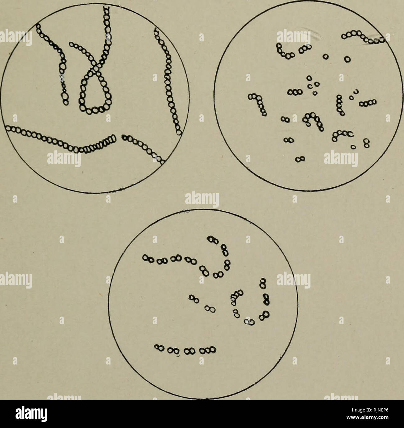 Streptococcus Bacteria Diagram
