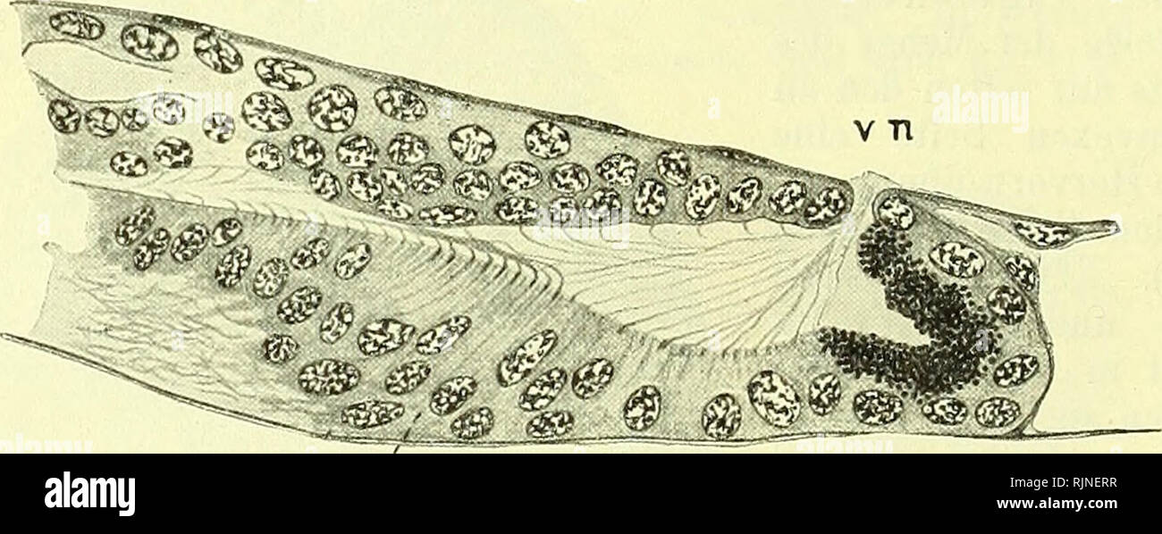 Kleine wirbeltiere hi-res stock photography and images - Alamy