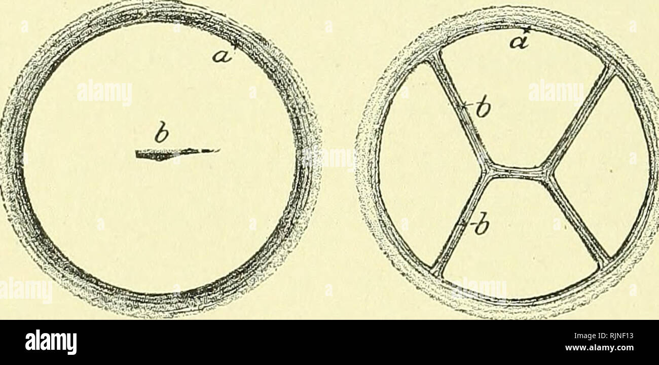 Segmentatio hi-res stock photography and images - Alamy