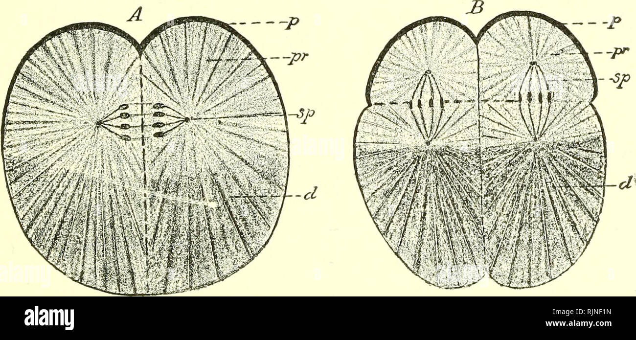 . A text-book of embryology for students of medicine [electronic ...