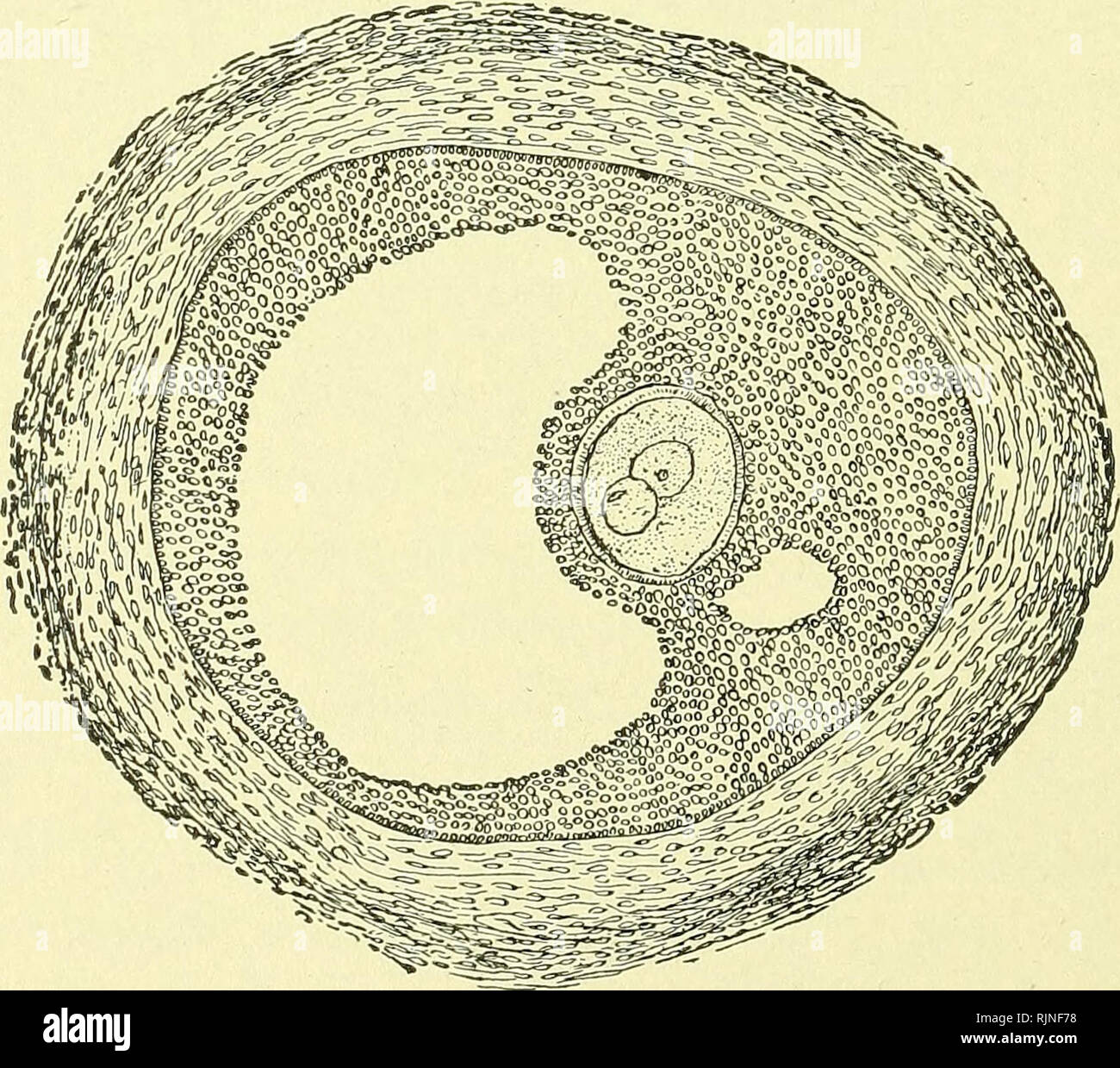 . A text-book of embryology for students of medicine [electronic ...