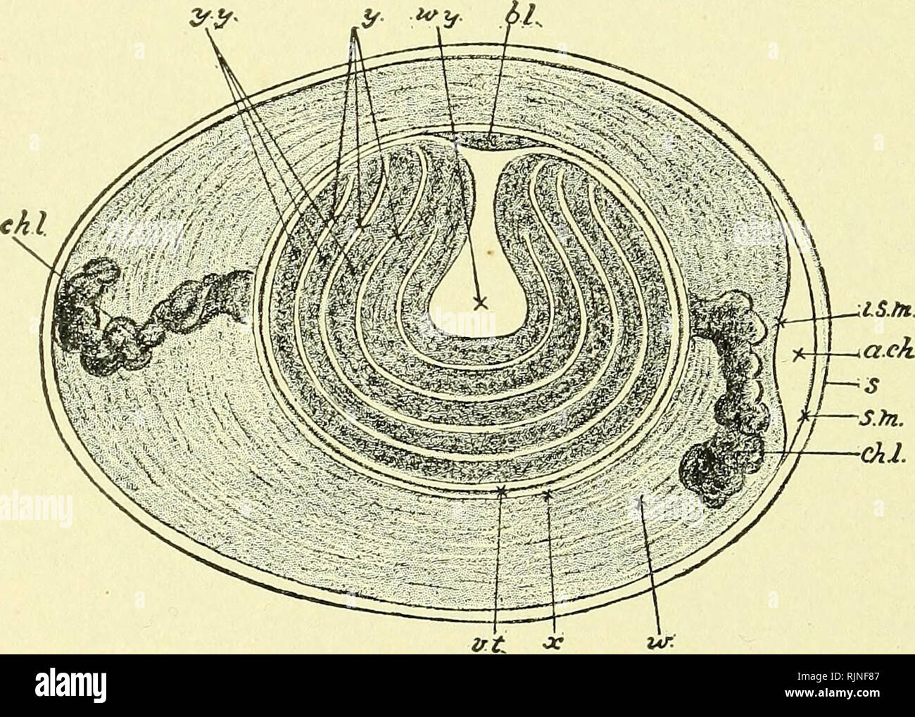 . A text-book of embryology for students of medicine [electronic ...
