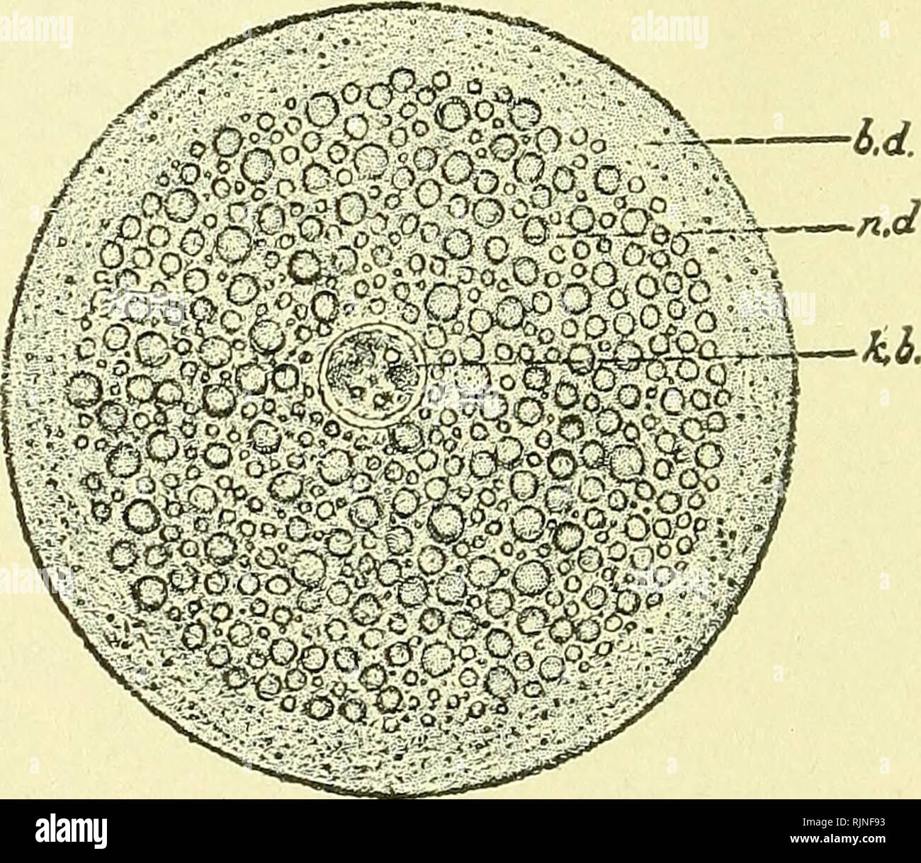 . A text-book of embryology for students of medicine [electronic ...