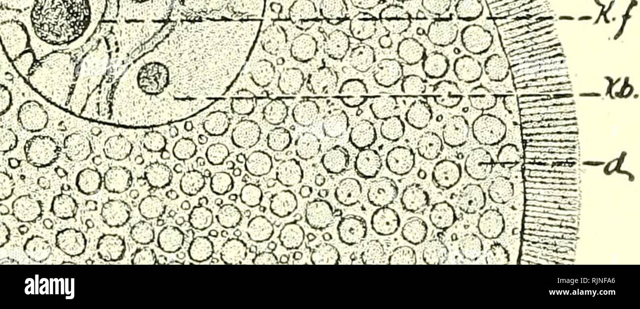 . A text-book of embryology for students of medicine [electronic ...
