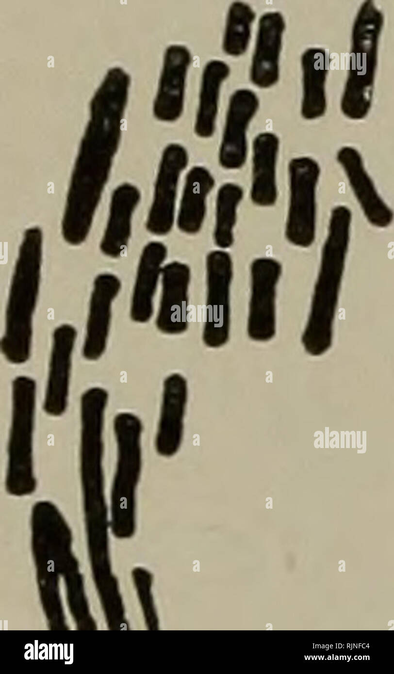 Putrefactive bacteria hi-res stock photography and images - Alamy