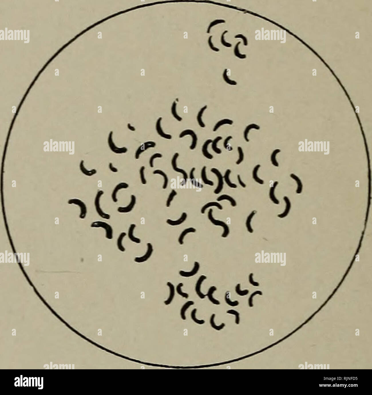 Spirillum Bacteria Stock Photos & Spirillum Bacteria Stock Images - Alamy