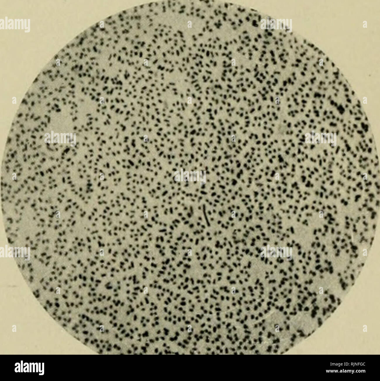 Root nodules bacteria hi-res stock photography and images - Alamy